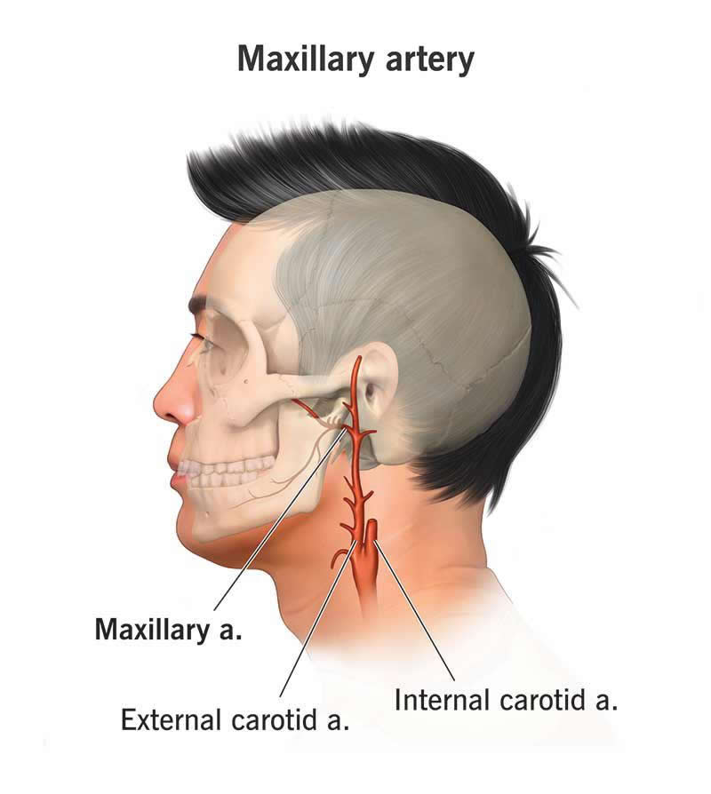 Maxillary Artery: Branches & Anatomy - Wockr